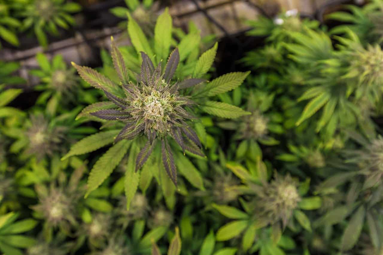 THCA Vs THC Which Is Stronger And Why THCA Vs THC Which Is Stronger And Why